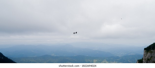 Two Crows Dancing Skye Stock Photo 1822694024 | Shutterstock