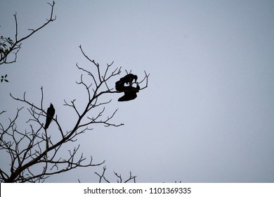 Two Crows On Fighting On Tree Stock Photo 1101369335 | Shutterstock