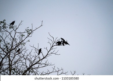 Two Crows On Fighting On Tree Stock Photo 1103185580 | Shutterstock