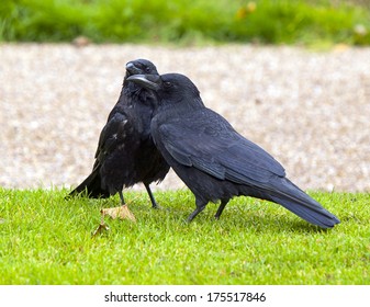 Two Crows On Grass Stock Photo 175517846 | Shutterstock