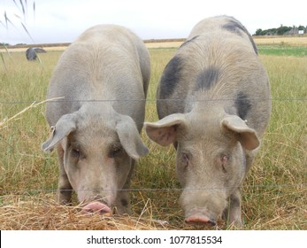 845 Two Pigs In A Field Images, Stock Photos & Vectors | Shutterstock