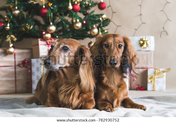 Two Dachshunds Dogs Posing Studio Together Stock Photo 782930752 ...