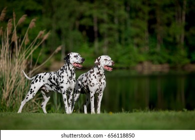 Two Dalmatians Stock Photo 656118850 | Shutterstock