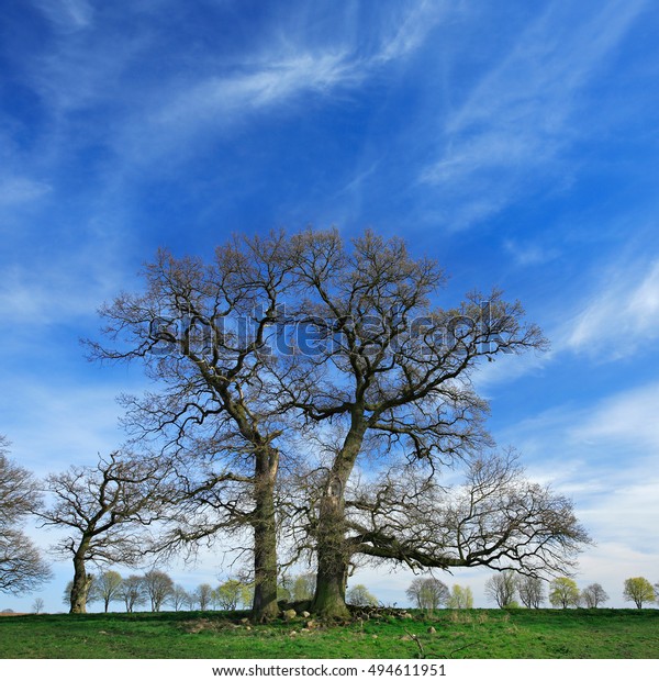 Two Dancing Oak Trees Field Under Stock Photo 494611951 | Shutterstock