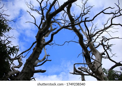 Two Dead Elm Trees Interlocking Branches Stock Photo 1749238340 ...