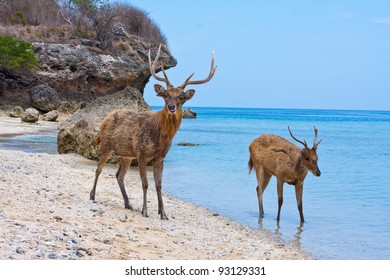 Two Deer Ocean Stock Photo 93129331 | Shutterstock