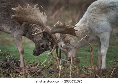 2,201 Lock horns Images, Stock Photos & Vectors | Shutterstock