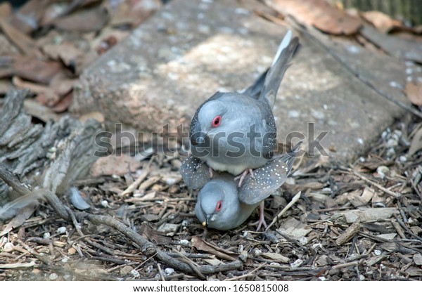 Two Diamond Doves Process Mating Stock Photo 1650815008 | Shutterstock
