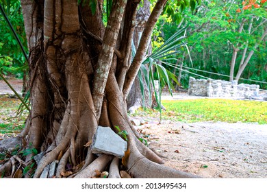 Two Different Trees Merging Together Stock Photo 2013495434 | Shutterstock