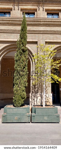 Two Different Trees Side By Side Stock Photo 1954164409 | Shutterstock