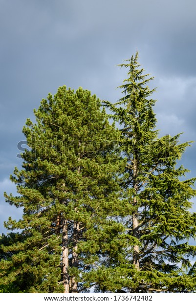 Two Different Types Evergreen Trees Highlighted Stock Photo 1736742482 ...