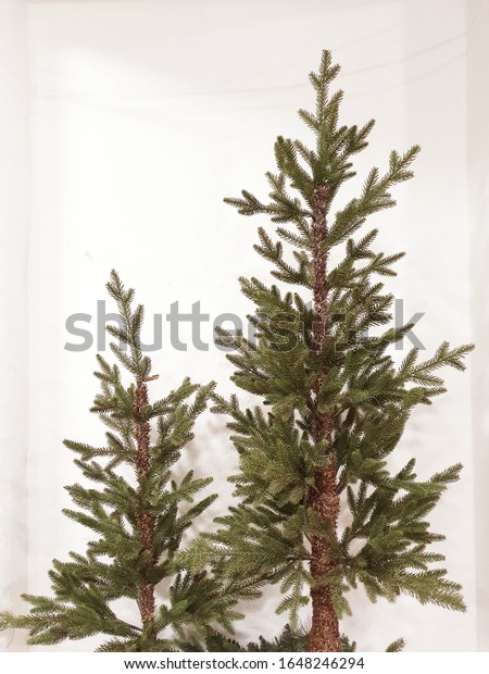 Two Differents Sizes Pines Stock Photo 1648246294 | Shutterstock