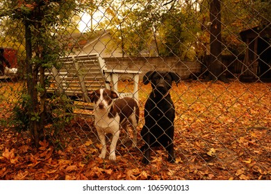 Two Dogs Posing Stock Photo 1065901013 | Shutterstock