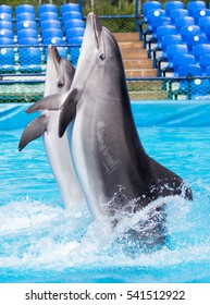 Two Dolphins Dancing Pool Stock Photo 541512922 | Shutterstock