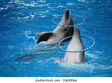 501 Dolphin Hoop Images, Stock Photos & Vectors | Shutterstock