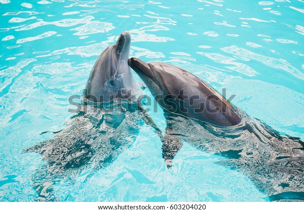 Two Dolphins Pool Stock Photo 603204020 | Shutterstock