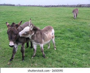 122 Donkeys kissing Images, Stock Photos & Vectors | Shutterstock