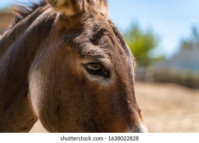 Two Donkeys Staring Camera Close Donkeys Stock Photo 1638022828 ...