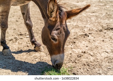Two Donkeys Staring Camera Close Donkeys Stock Photo 1638022834 ...