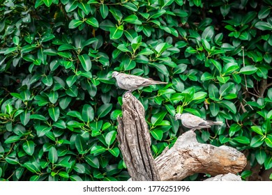 Two Doves Over Tree Stock Photo 1776251996 | Shutterstock