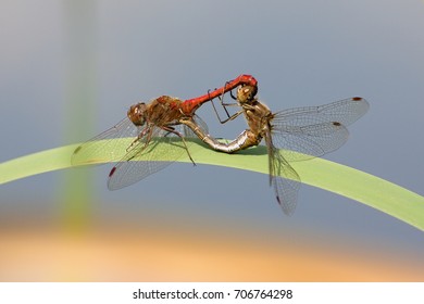 Close Two Dragonflies Mating On Railing Stock Photo (Edit Now) 4451764