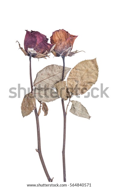 Two Dried Dead Rose Isolate On Stock Photo 564840571 | Shutterstock