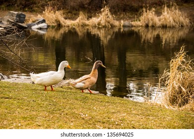 Two Ducks Stock Photo 135694025 | Shutterstock