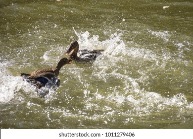 Two Ducks Fighting Stock Photo 1011279406 | Shutterstock