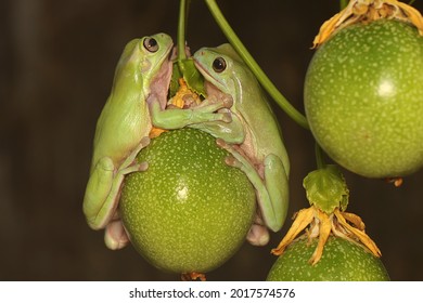 379 Toad fruit tree Images, Stock Photos & Vectors | Shutterstock