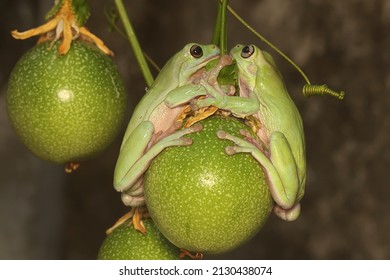 379 Toad fruit tree Images, Stock Photos & Vectors | Shutterstock