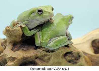 5,069 Dried frog Images, Stock Photos & Vectors | Shutterstock