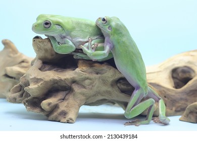 5,069 Dried frog Images, Stock Photos & Vectors | Shutterstock