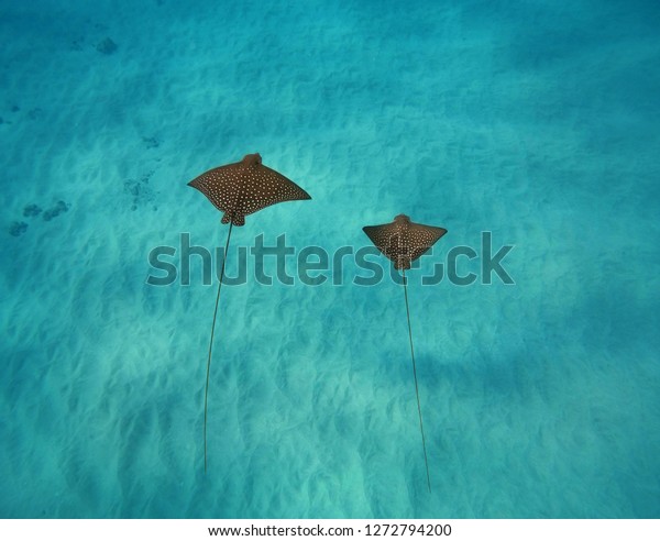 Two Eagle Rays Soaring Over Sandy Stock Photo 1272794200 | Shutterstock