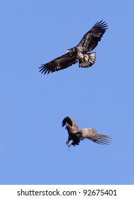 1,073 Two eagles flying Stock Photos, Images & Photography | Shutterstock