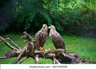 1,073 Two eagles flying Stock Photos, Images & Photography | Shutterstock