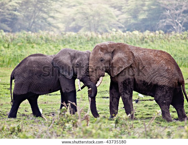Two Elephants Hugging Stock Photo (Edit Now) 43735180