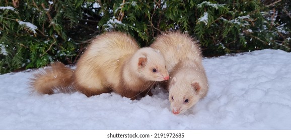 1,006 Ferret playing Images, Stock Photos & Vectors | Shutterstock