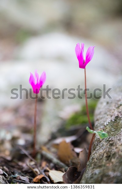 Two Flowers Between Rocks Stock Photo 1386359831 | Shutterstock