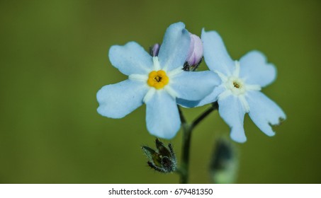 Two Forgetmenots One Stem Stock Photo 679481350 | Shutterstock