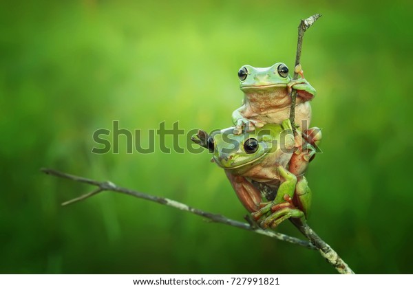 Two Frog Stock Photo 727991821 | Shutterstock