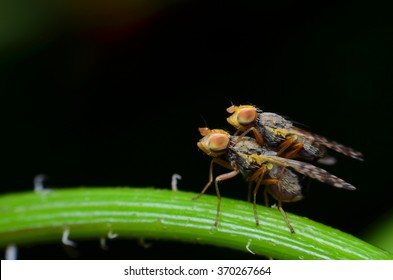 1,712 Common fruit fly Images, Stock Photos & Vectors | Shutterstock