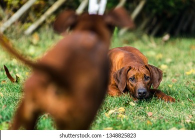 Two Funny Friendly Rhodesian Ridgebacks Dogs Stock Photo 1348825823 ...
