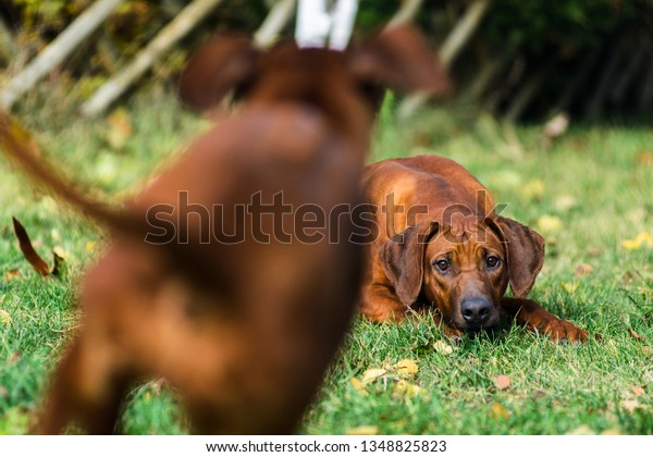 Two Funny Friendly Rhodesian Ridgebacks Dogs Stock Photo 1348825823 ...