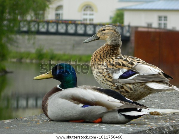 Two German Ducks Sit Wait Stock Photo (Edit Now) 1011750460