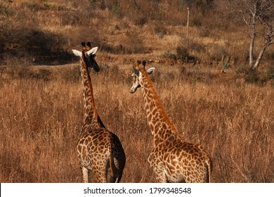 Two Giraffe Back Stock Photo 1799348548 | Shutterstock