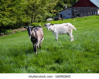Two Goat PPT template 43 | CrystalGraphics