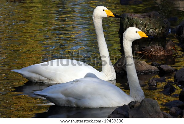 Two Goose Stock Photo 19459330 | Shutterstock