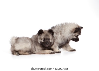 Two Grey German Wolf Spitz Keeshond Stock Photo 630007766 | Shutterstock