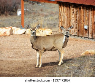 3,076 Two Headed Deer Images, Stock Photos & Vectors | Shutterstock