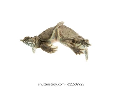 Two Headed Snapping Turtle Monster Stock Photo 611539925 | Shutterstock